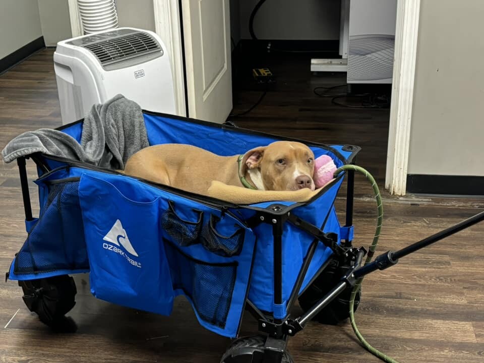 SAving Ivy | CENTER FOR ANIMAL RESCUE & ENRICHMENT OF ST LOUIS (CARE STL)