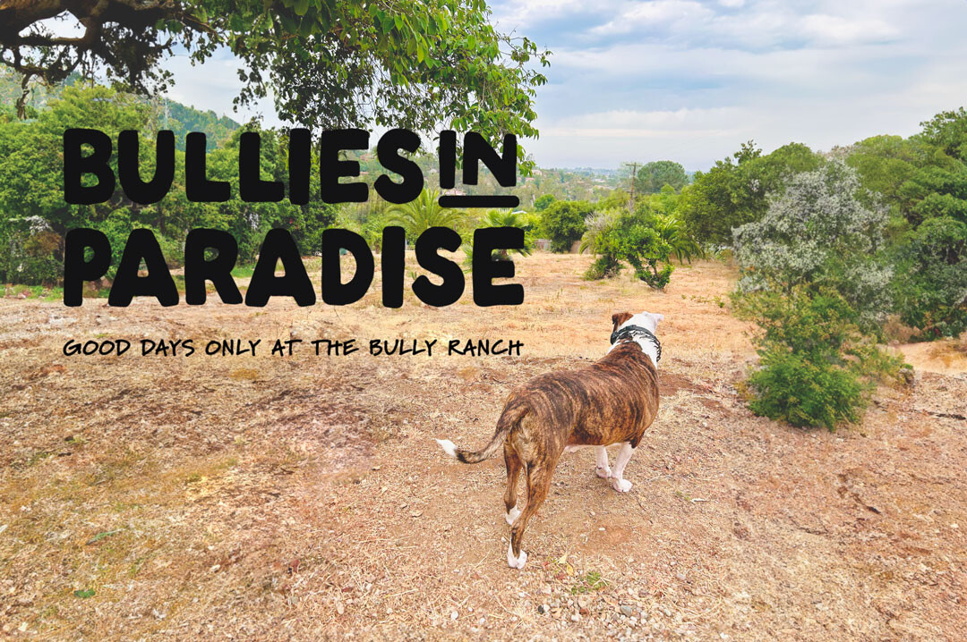 Let's Build this Bully Ranch! | Bullies in Paradise