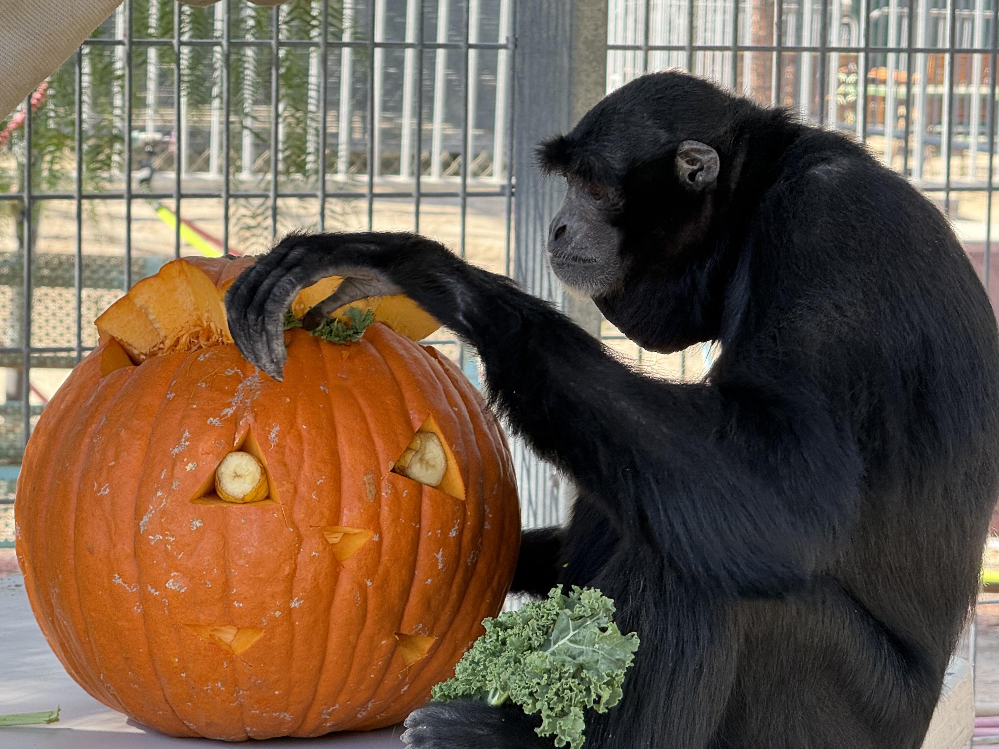 Pumpkins for Gibbons | Gibbon Conservation Center