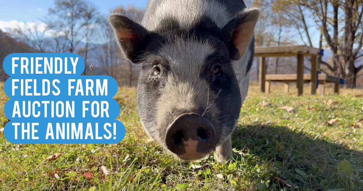Friendly Fields Farm End of Year Auction For The Animals!