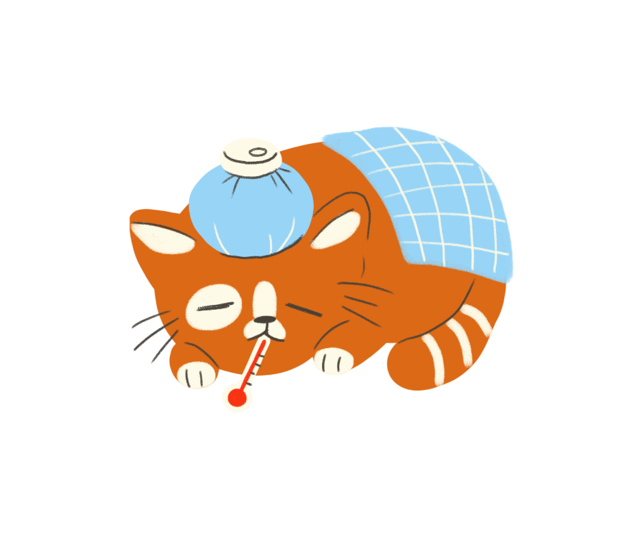 Medical funds for injured & sick cats/kittens