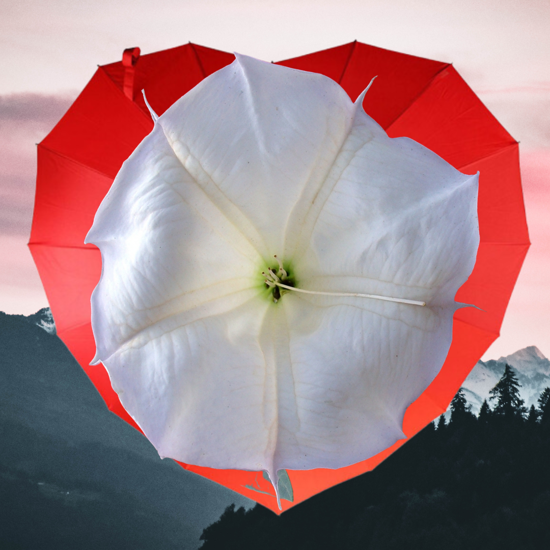 LSA Day of Dialogue/Denver IWD Celebration