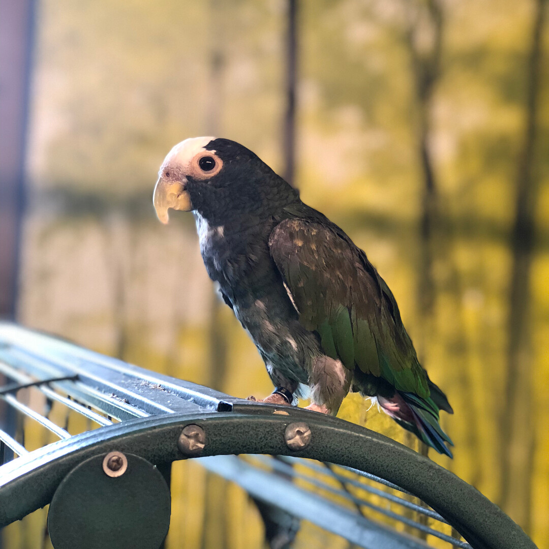 Donate to the Barn Nature Center in Jungle's Name