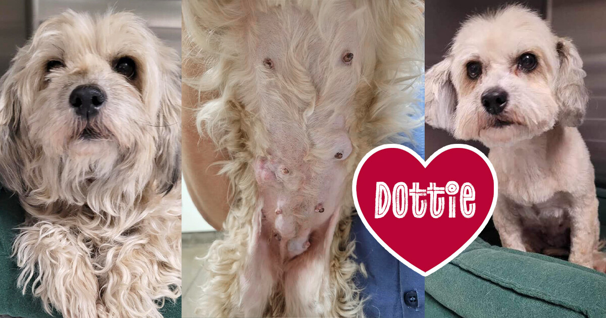 Donations for Dottie