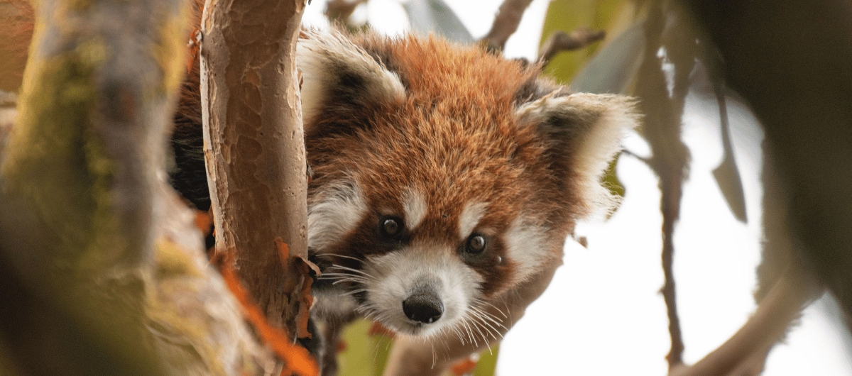 Fundraise for the First Panda | Red Panda Network
