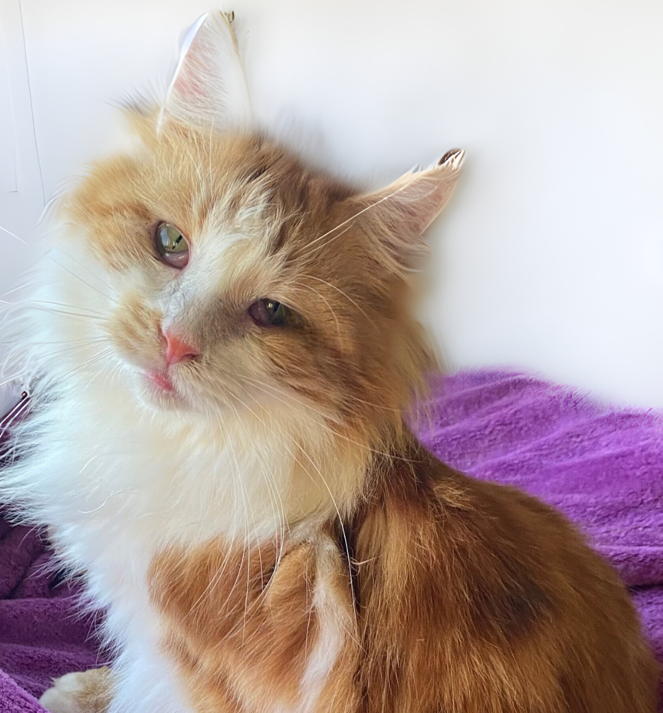 Show Your Love for the Cats