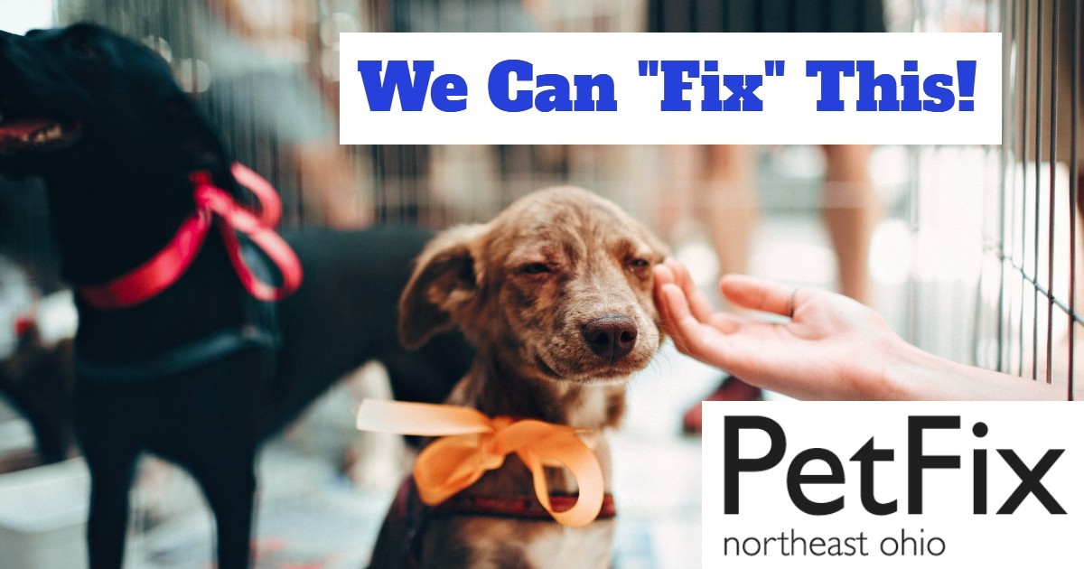 PetFix Northeast Ohio | EmbraceCLE Community Challenge