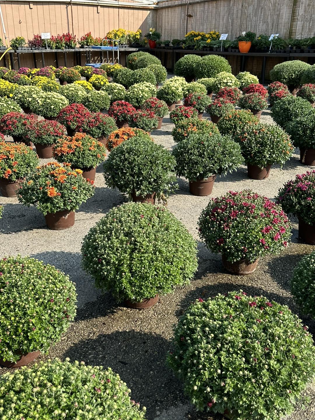 Mums for a Mission Fundraiser | FAMILY SHARING OF OZAUKEE CO INC