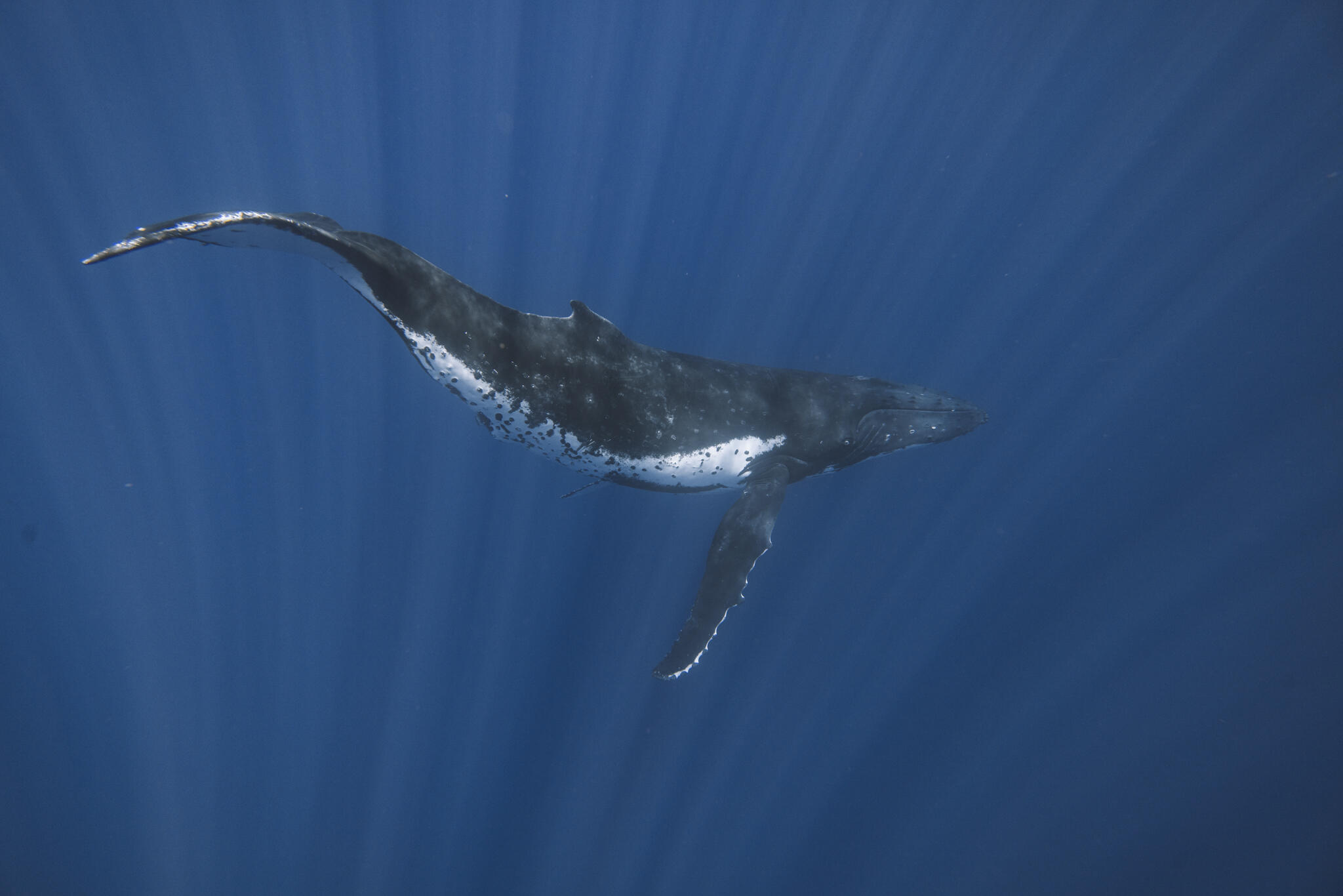 Quiet Ocean Standards Initiative Fundraiser