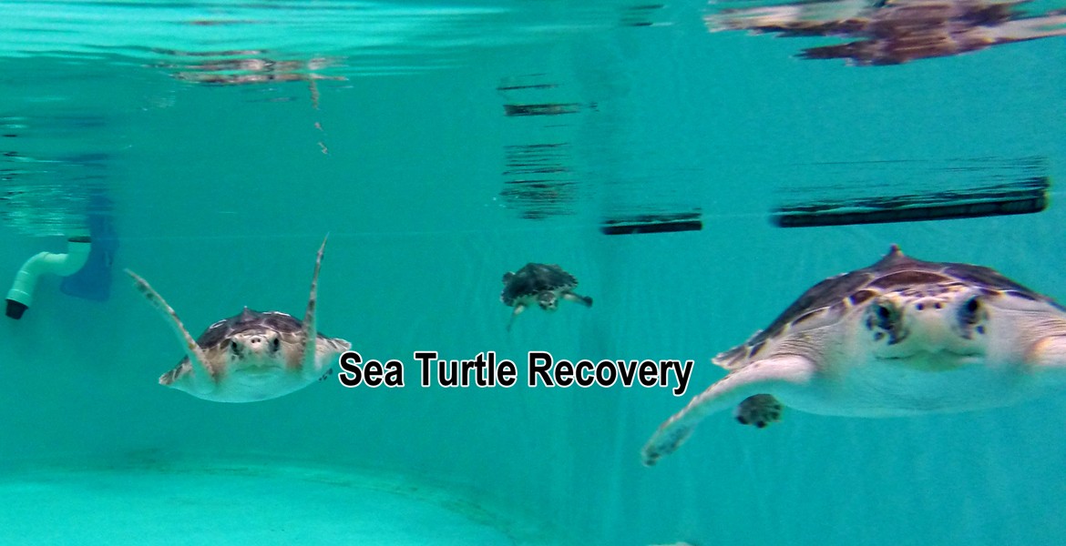 Text To Save A Sea Turtle @SeaTurtleRecovery