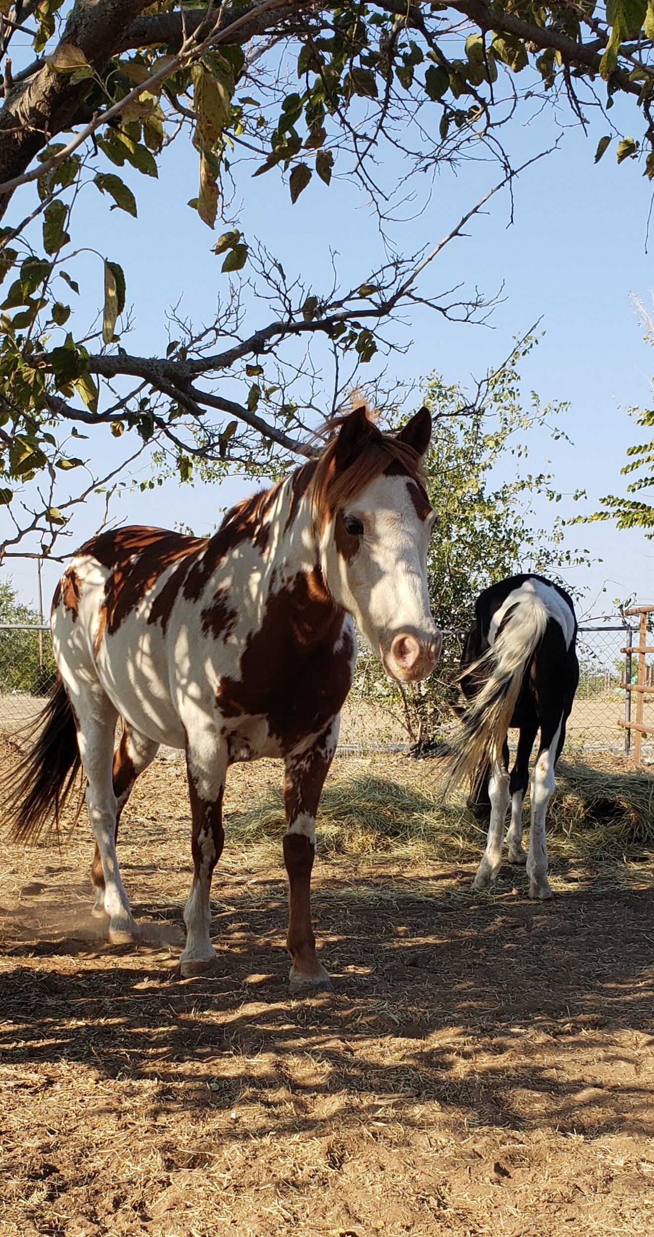 Bails for Tails | Mystic Haven