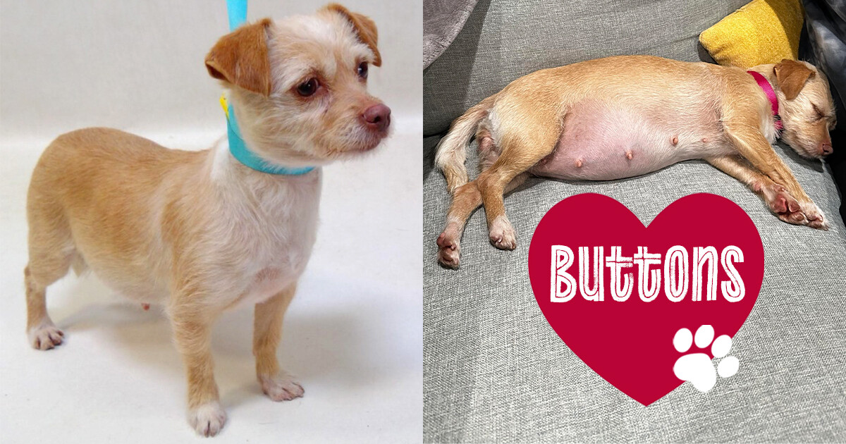 Donations for Buttons