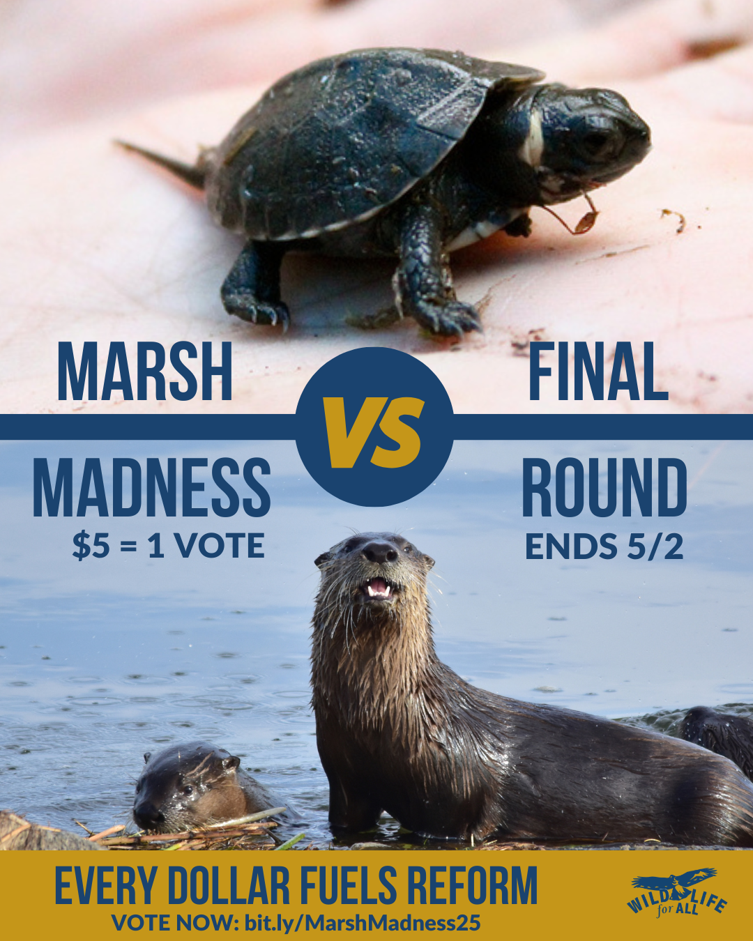 Marsh Madness