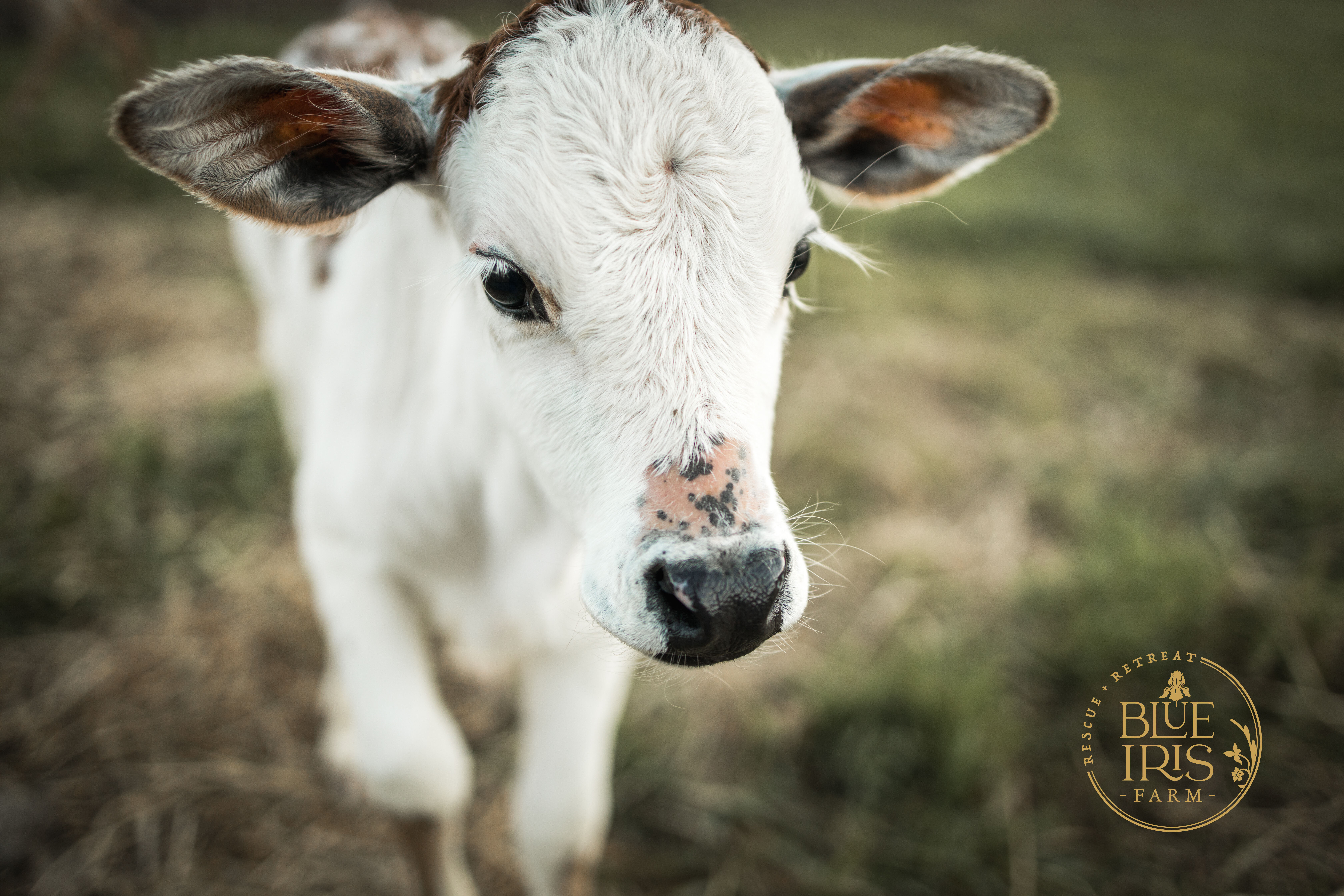 Blue Iris Farm Online Donations