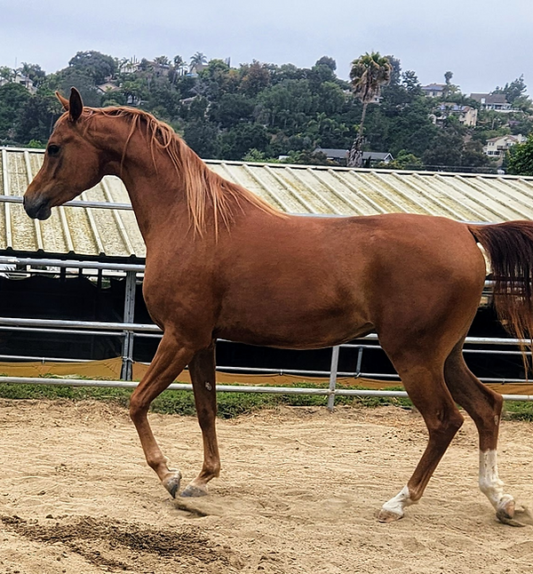 Sponsor a Horse | Hoy | Harmony Barn