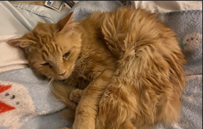 Rescued From Streets of Spokane - Sherbie FeLV