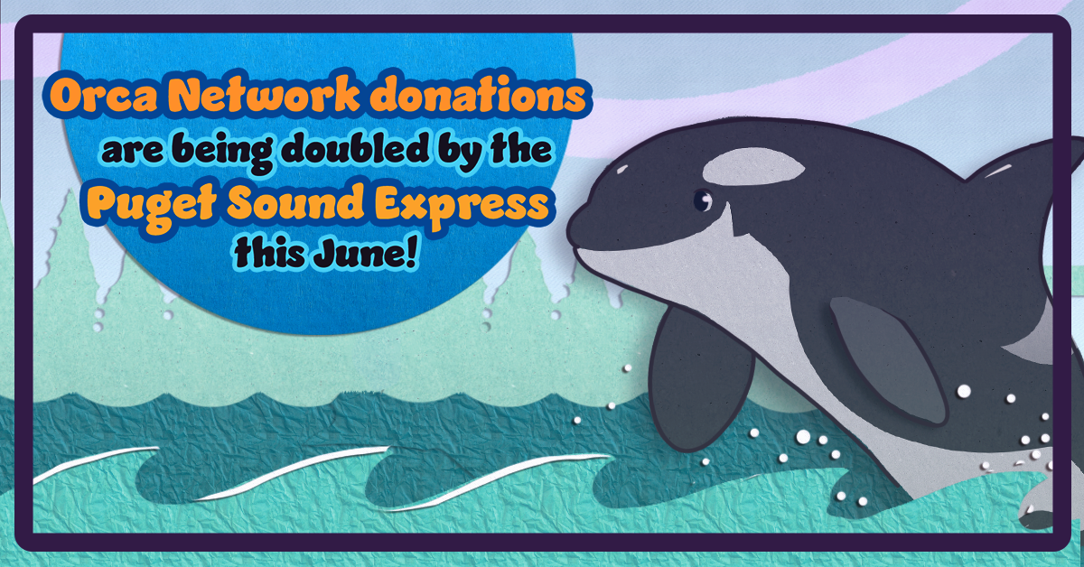 Orca Action Month Doubled Donations for Orca Network