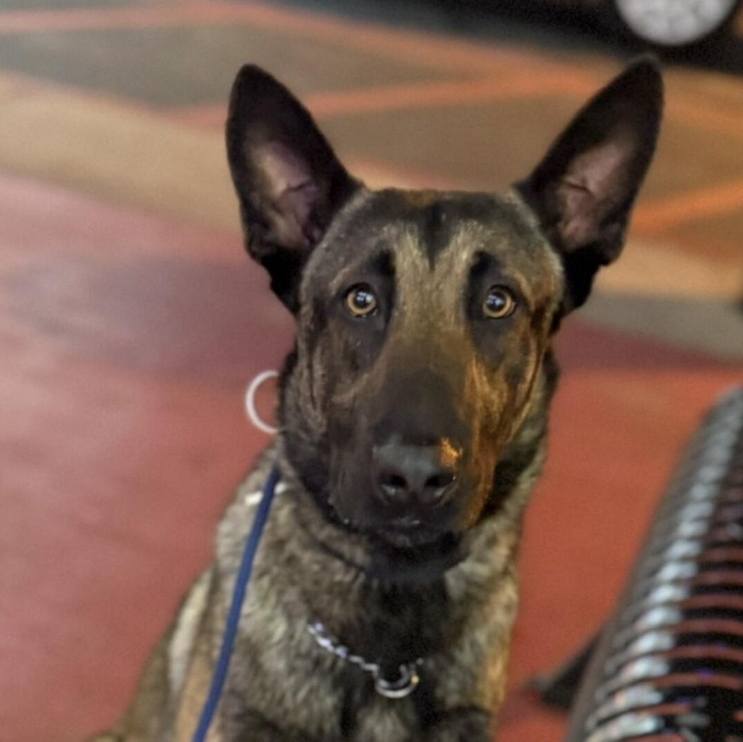 Help Shamrock get home to Colorado