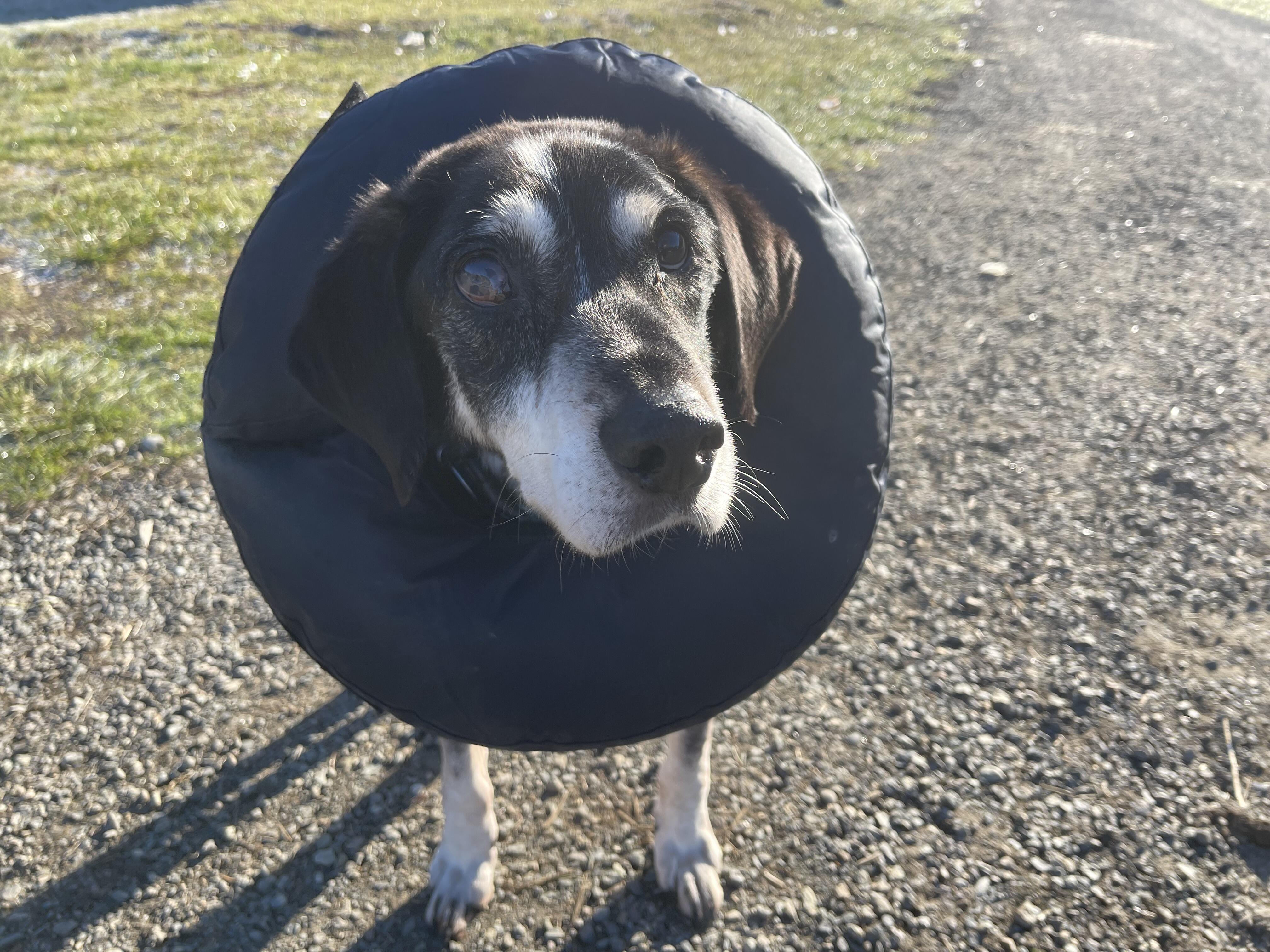 Bye Bye Hank’s Eye!