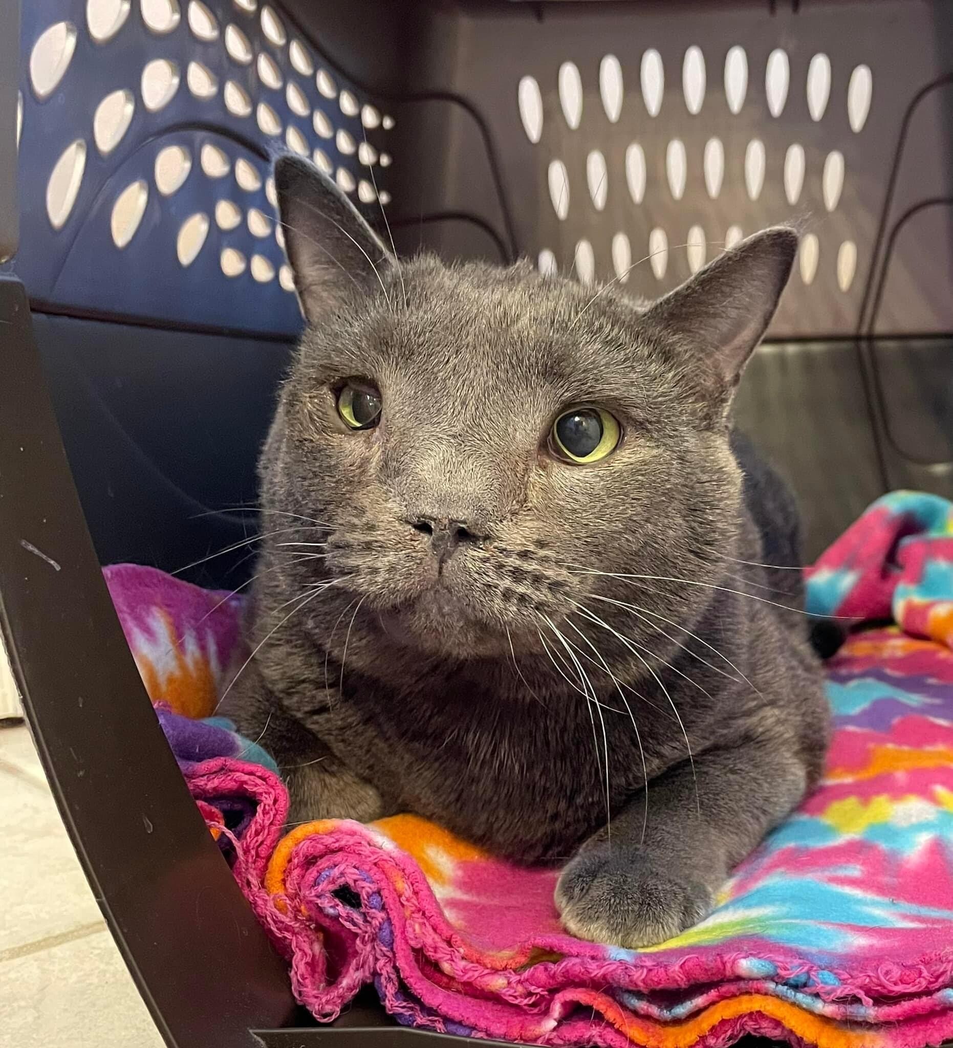 A Miracle For Biscuit!