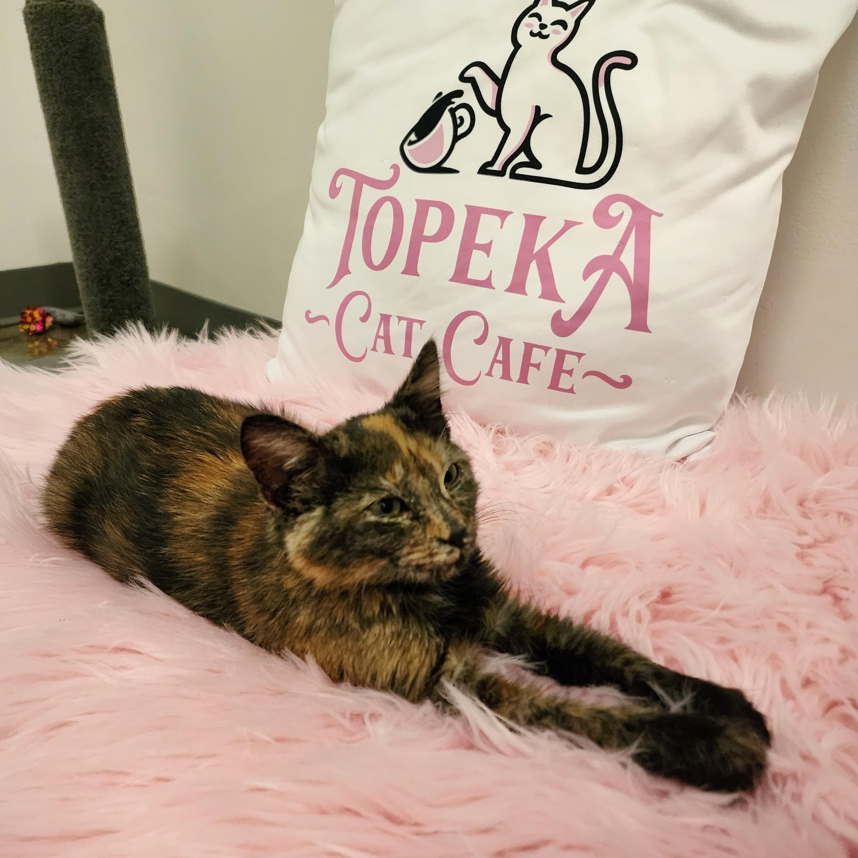 Topeka Cat Cafe Fundraiser
