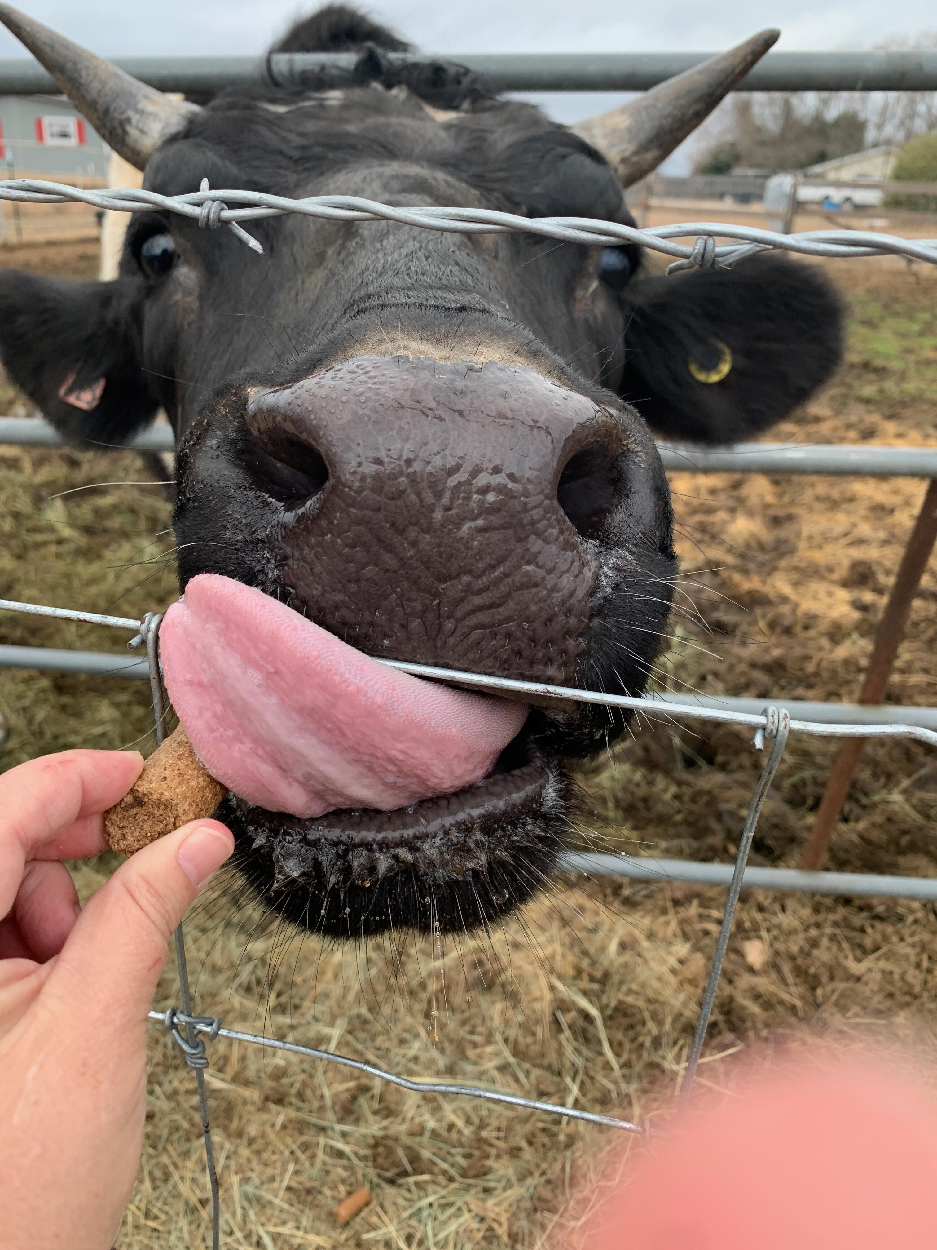 Old Souls Cows On The Moooo-ve | Old Souls Animal Rescue and Retirement ...