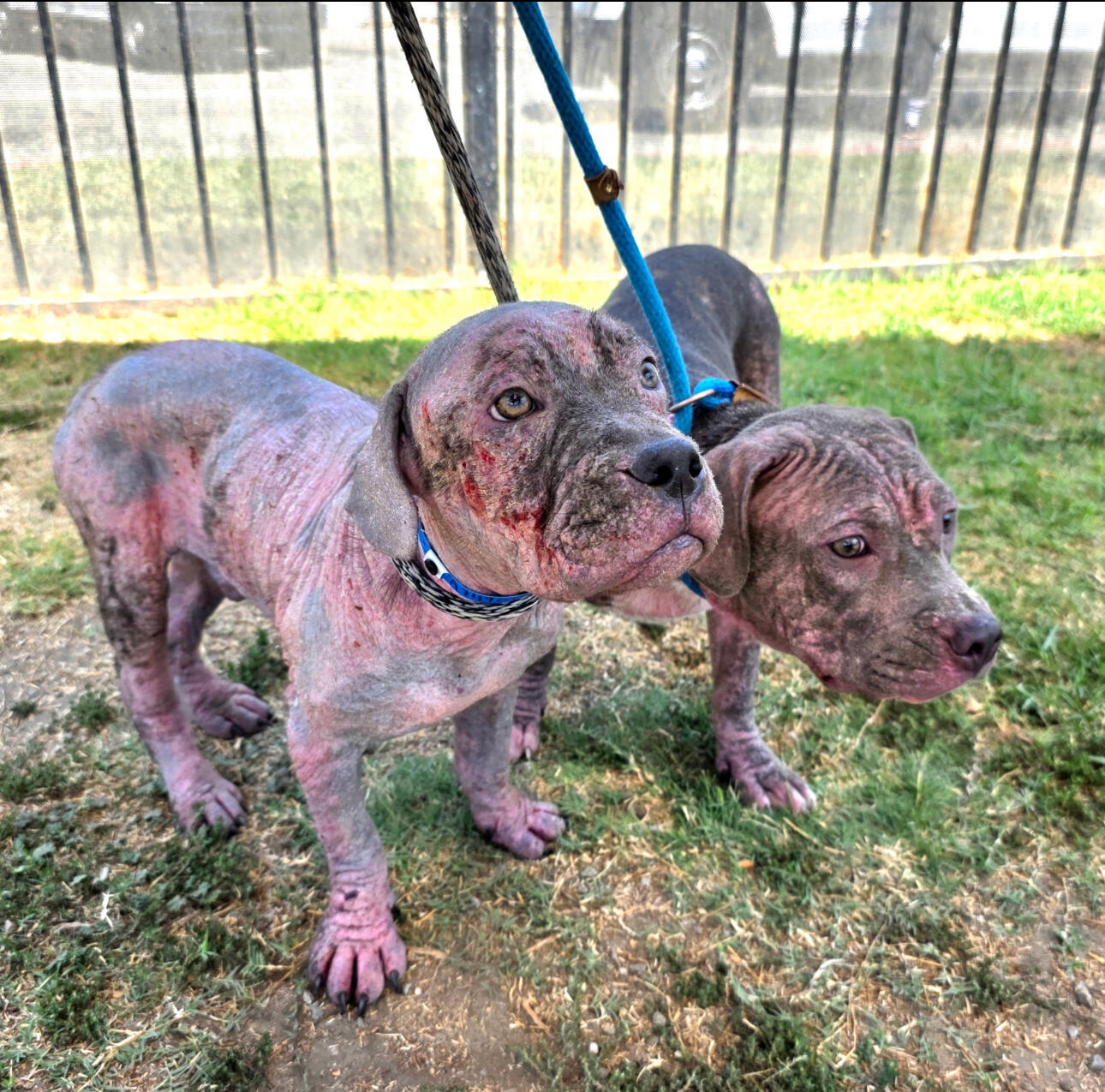 Hansel & Gretel | Real Good Rescue Inc