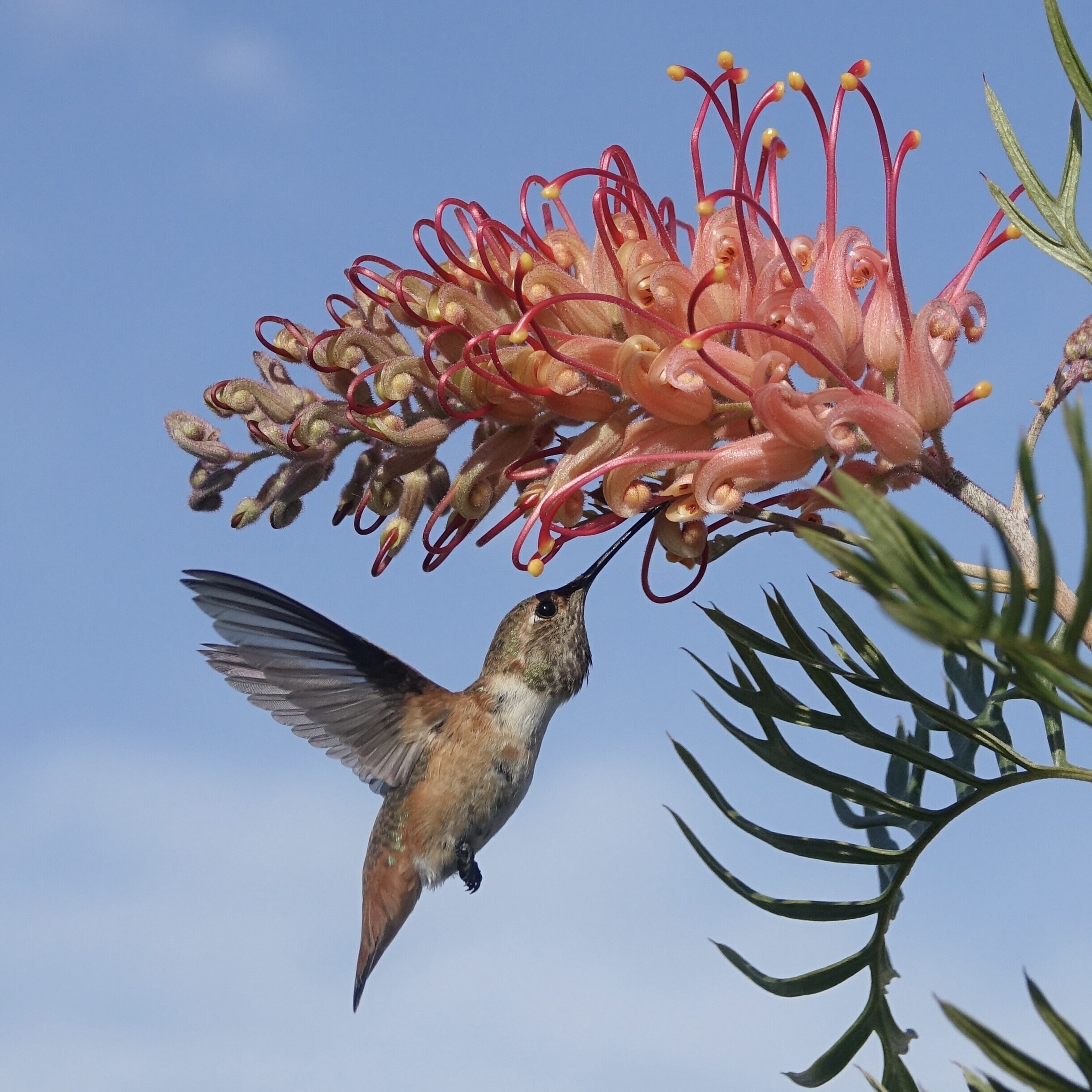 Hummingbird Habits | PALS Haven