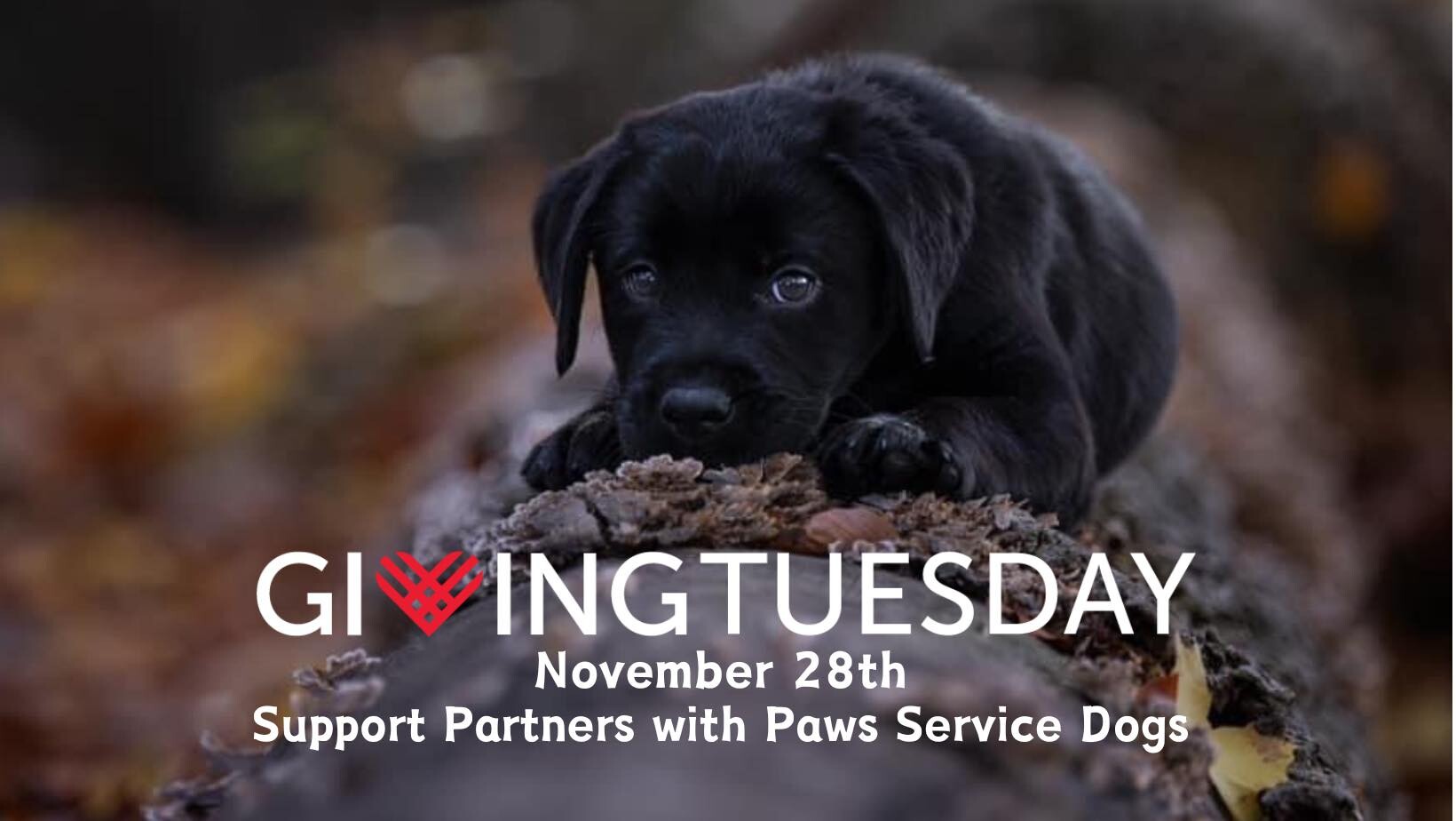 Partners with Paws Giving Tuesday