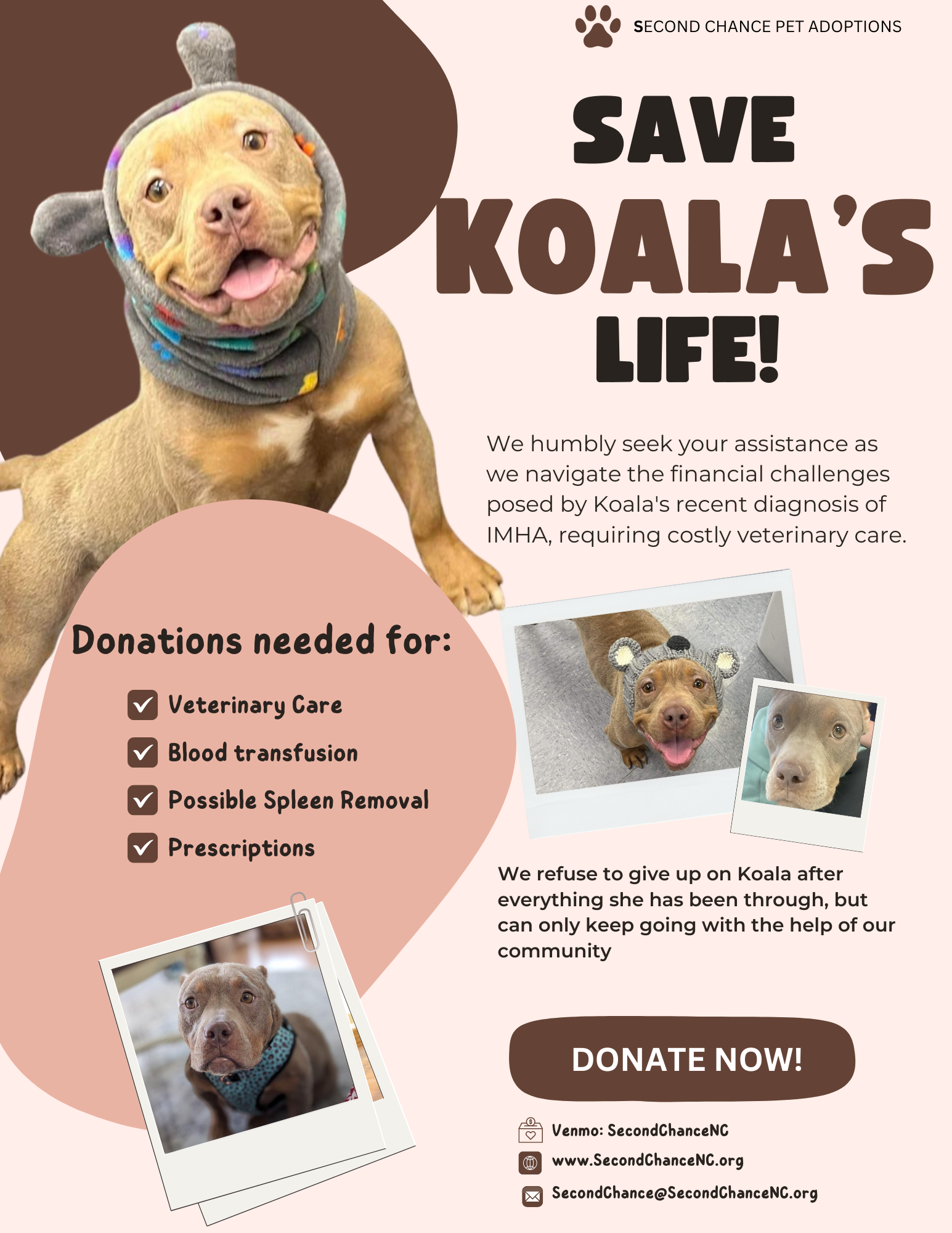 Save Koala's Life! | SECOND CHANCE PET ADOPTIONS INC