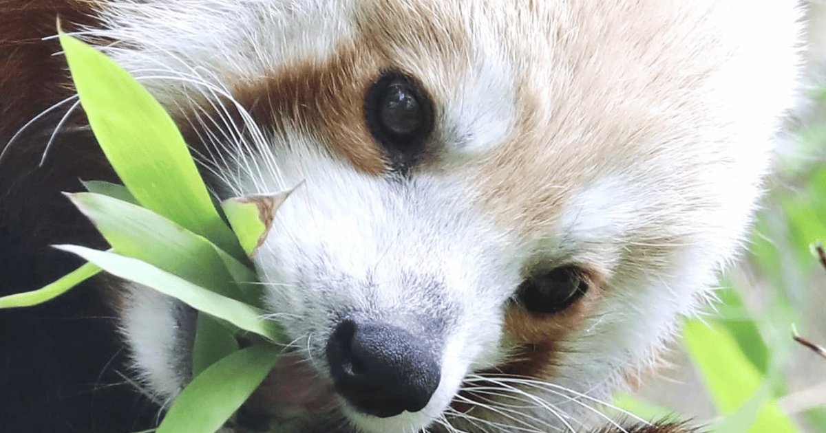 Carson and Carolyn's Red Panda Party | Red Panda Network