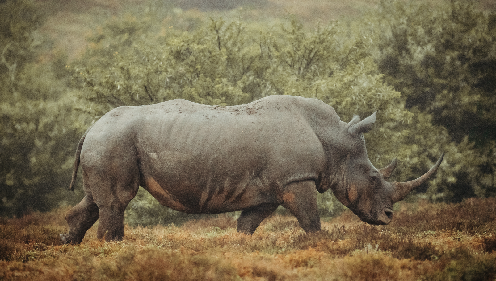 rhino conservation and protection