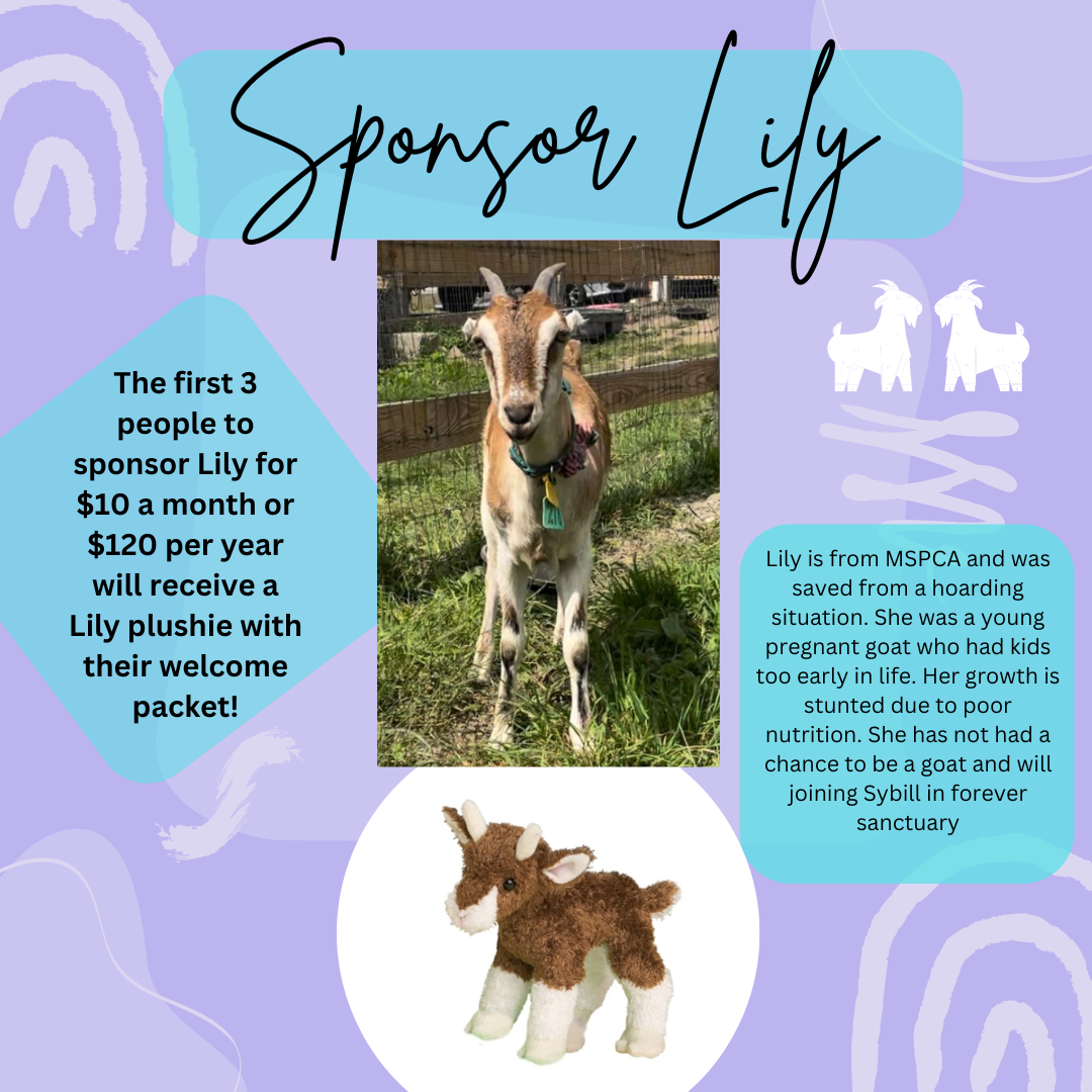 Sponsor Lily the Goat