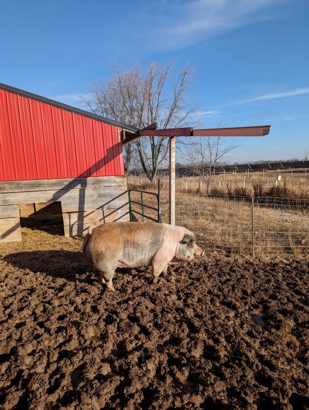 Peggy needs to PLAY!