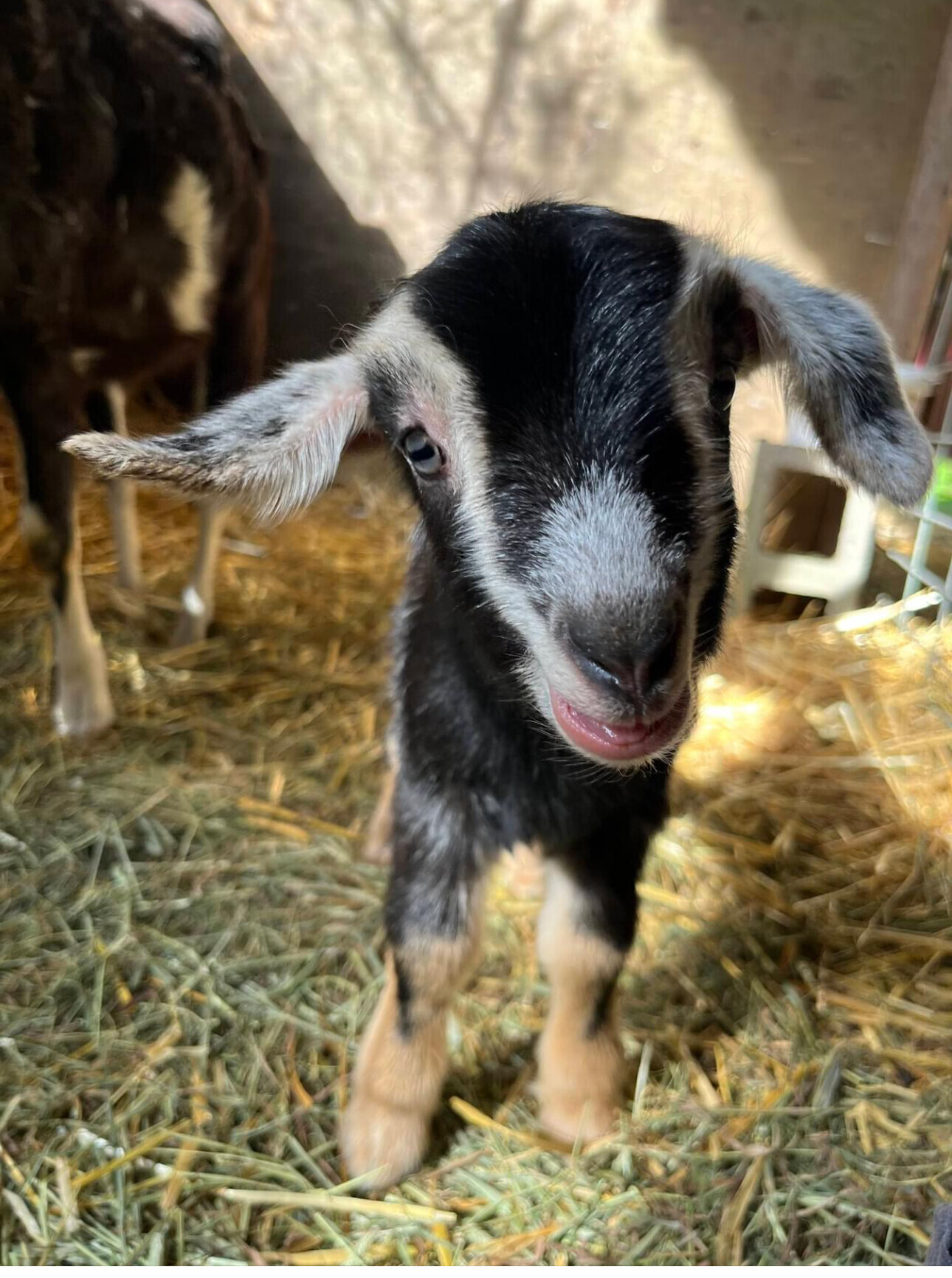 Cleft Pallet Bunny Boy