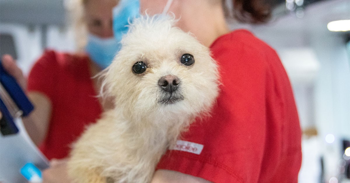 You can help animals in need!