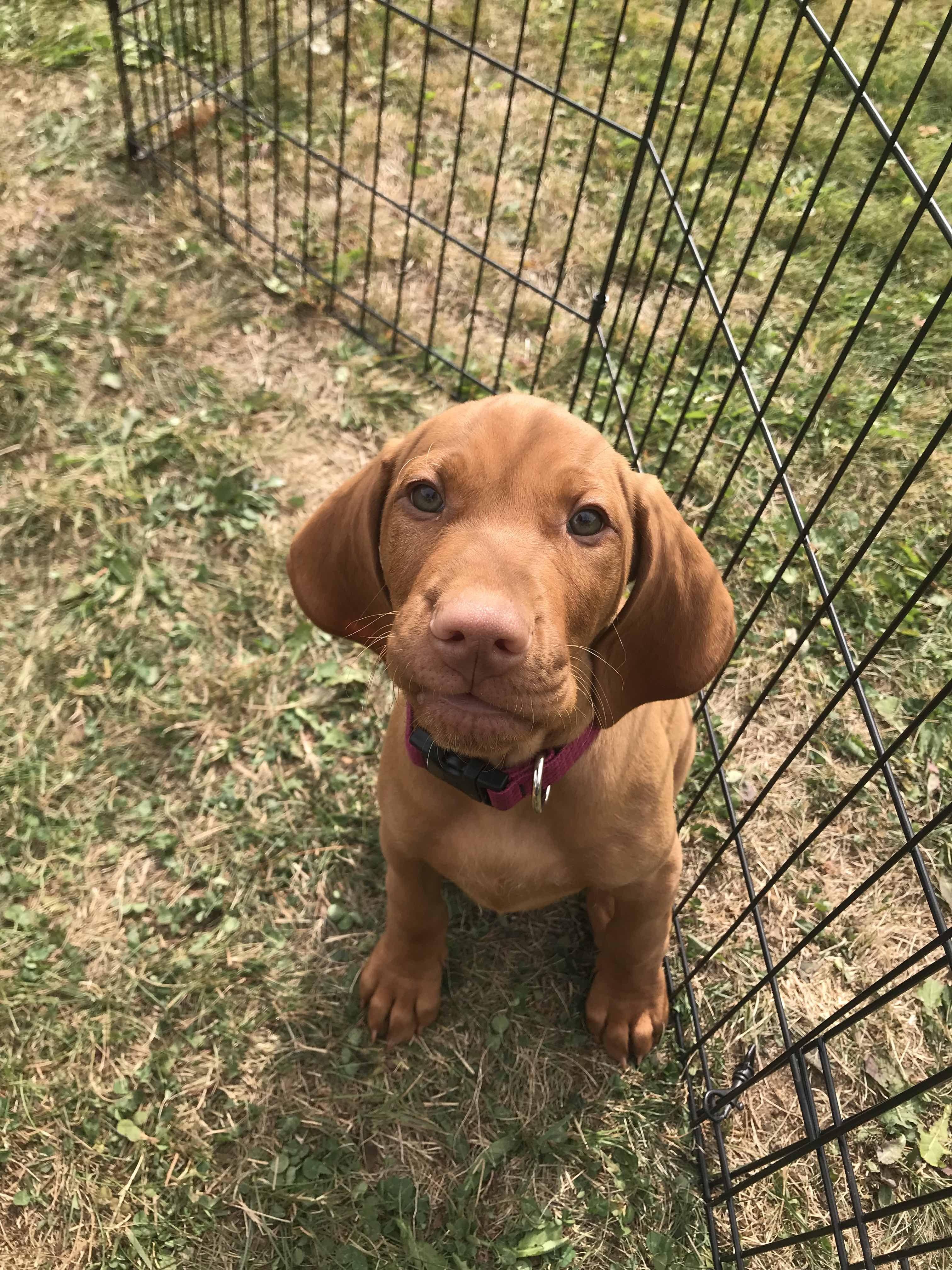 HELP NAME OUR NEW PUPPY! | NICST (Dogs4Diabetics)