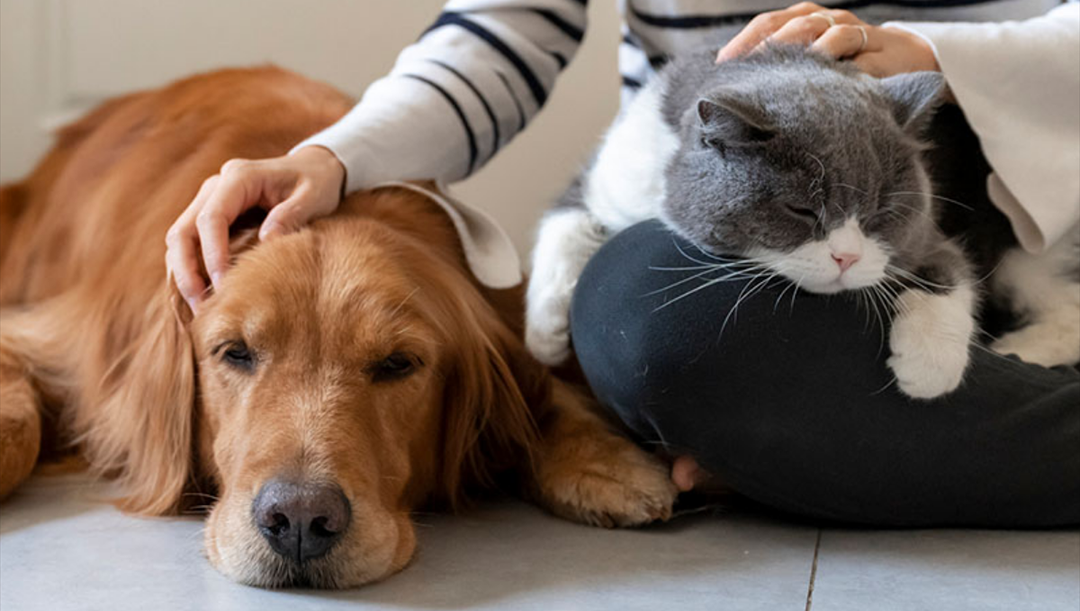 Fall for Helping People with Pets