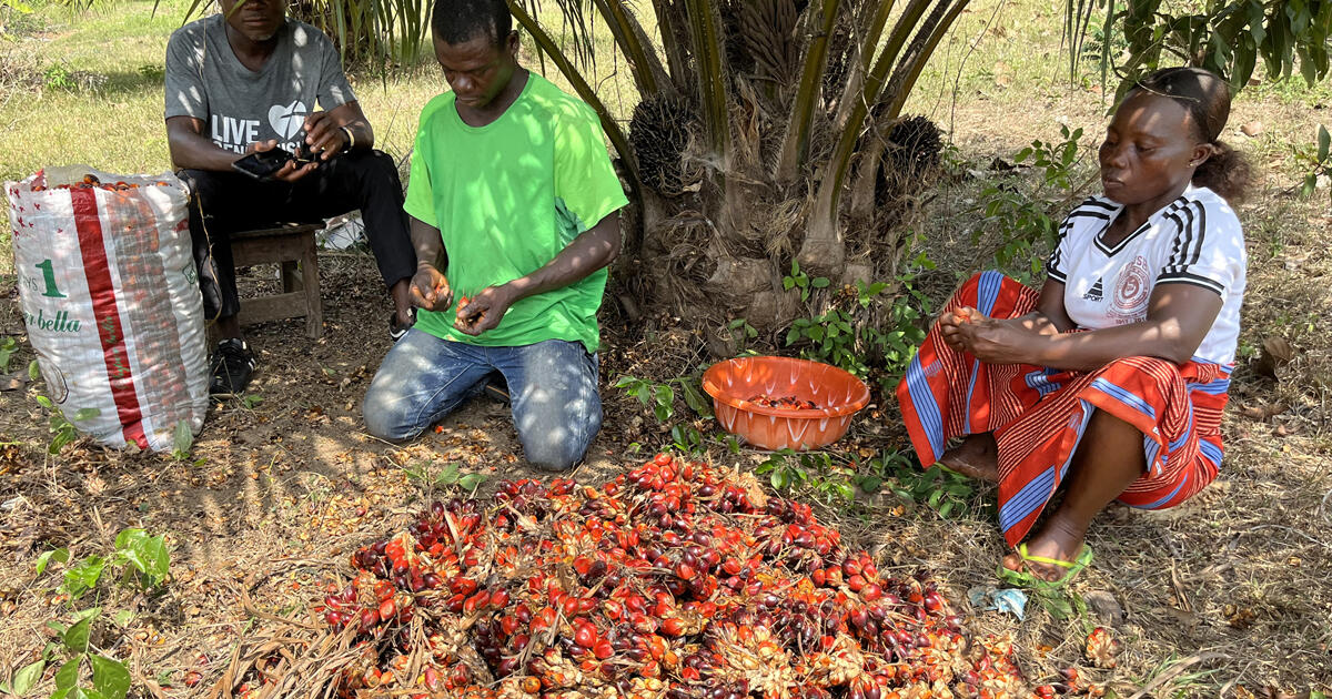 Plant 1,000 Trees in Liberia