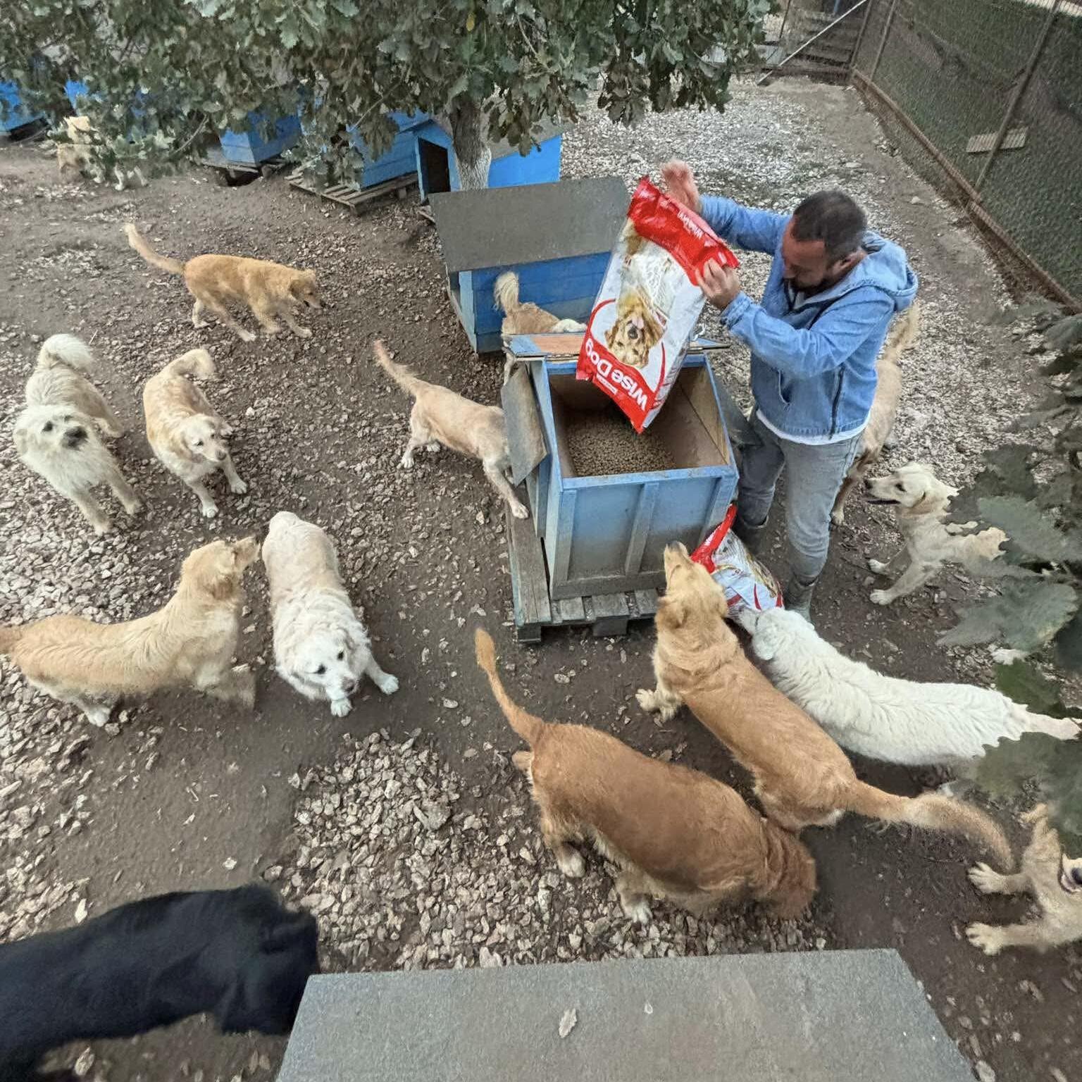 Sunday Supper | Tattered Paws and Golden Hearts Rescue