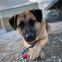 Paws & Promise 2025