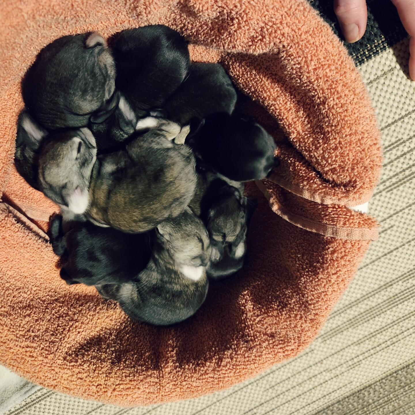 Wayward Rabbits- Help save bunnies in crisis!