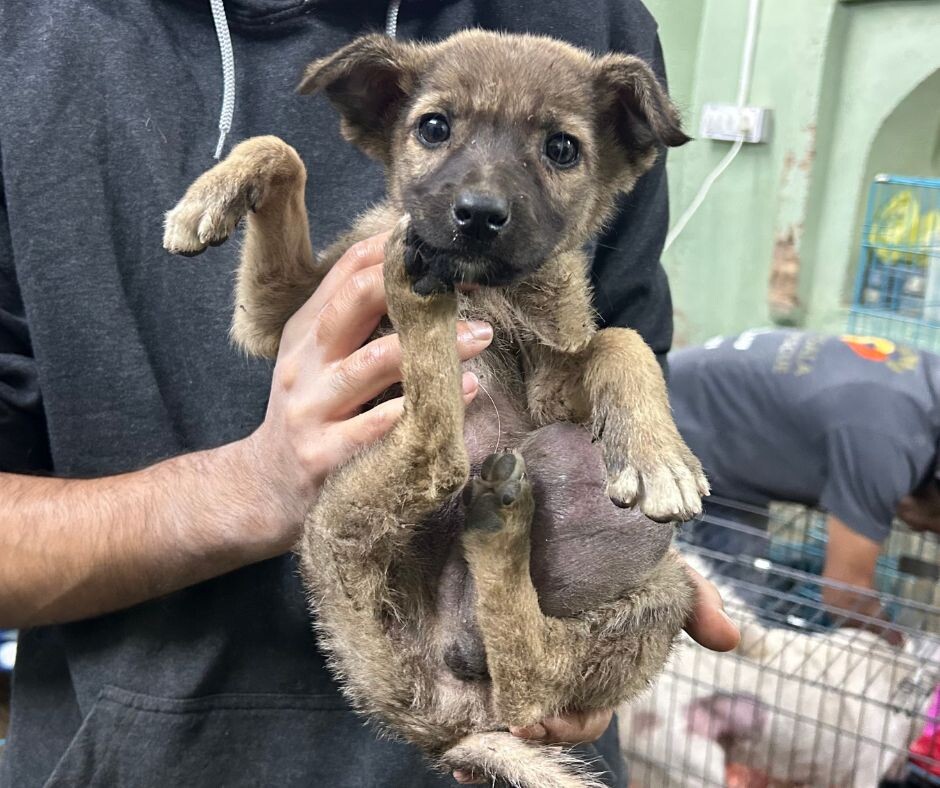 From the streets to safety, be a homeless dog's lifeline | Dharamsala ...