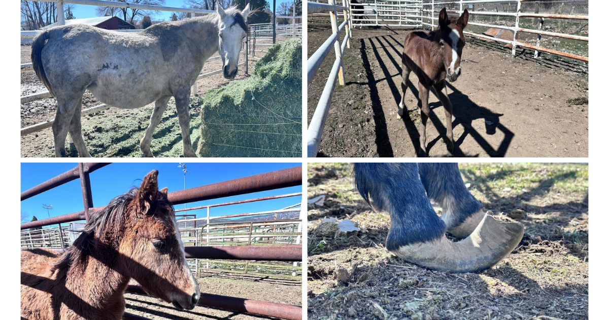 Urgent Need: Rescue in Progress