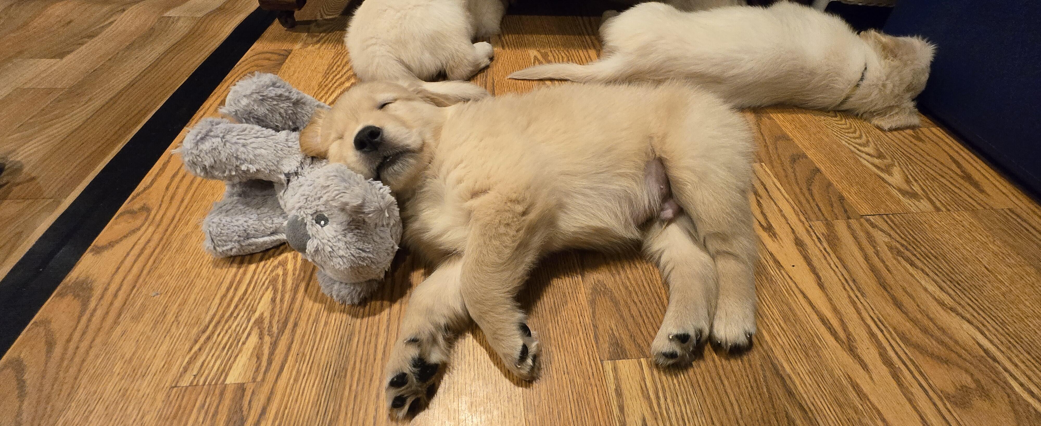 URGENT Golden Retrievers Rescued!