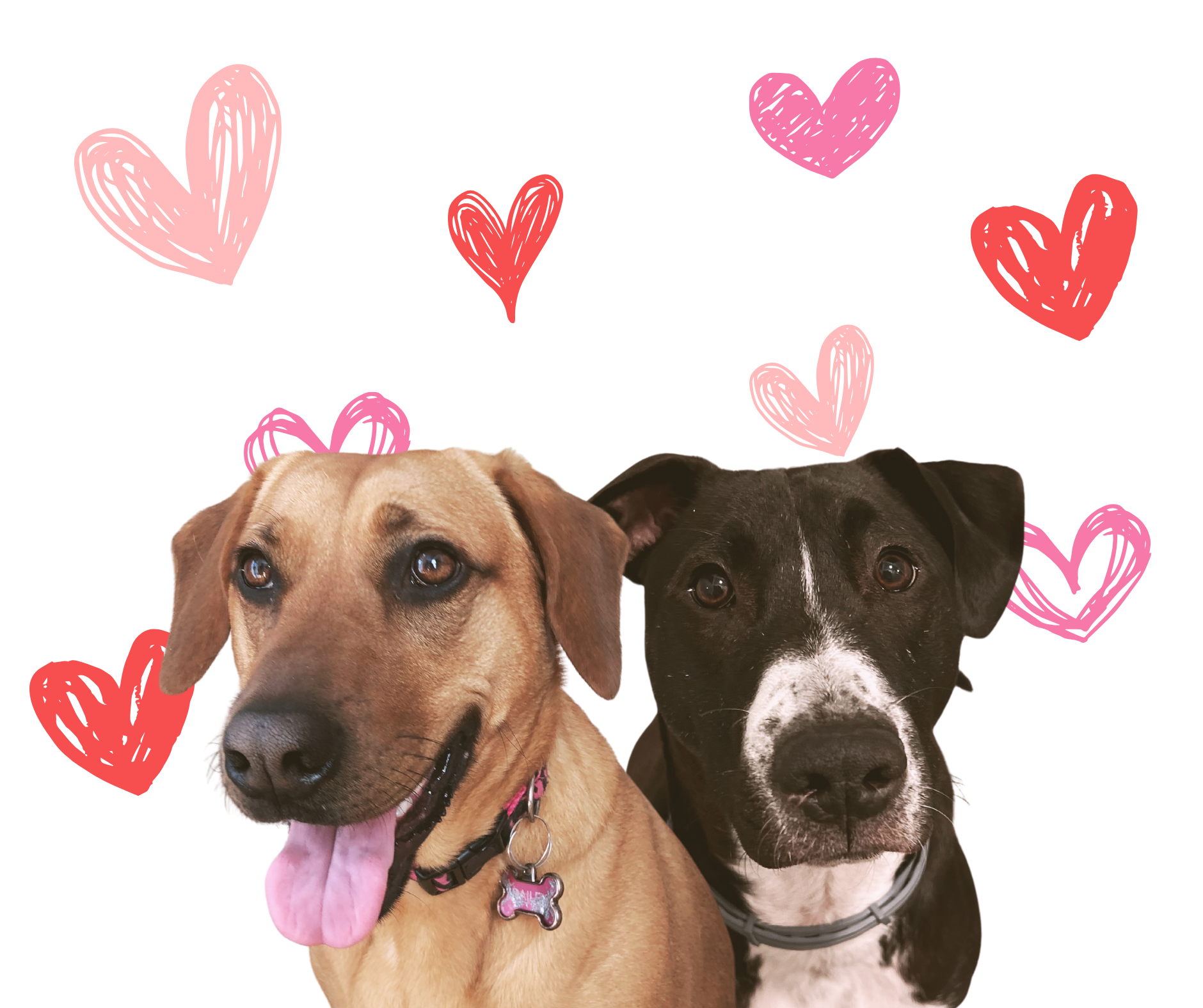 Find Your Furry Valentine: Show Shelter Pets Some Love This Valentine's ...