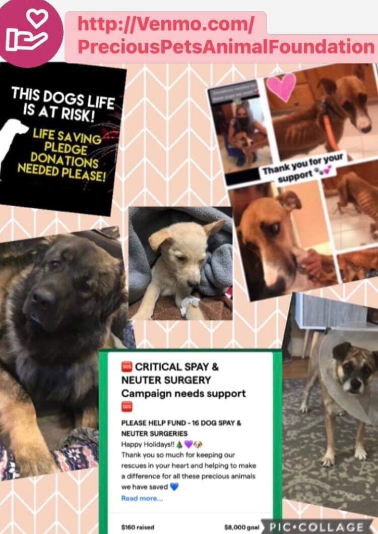 Precious Pets Animal Foundation needs your help