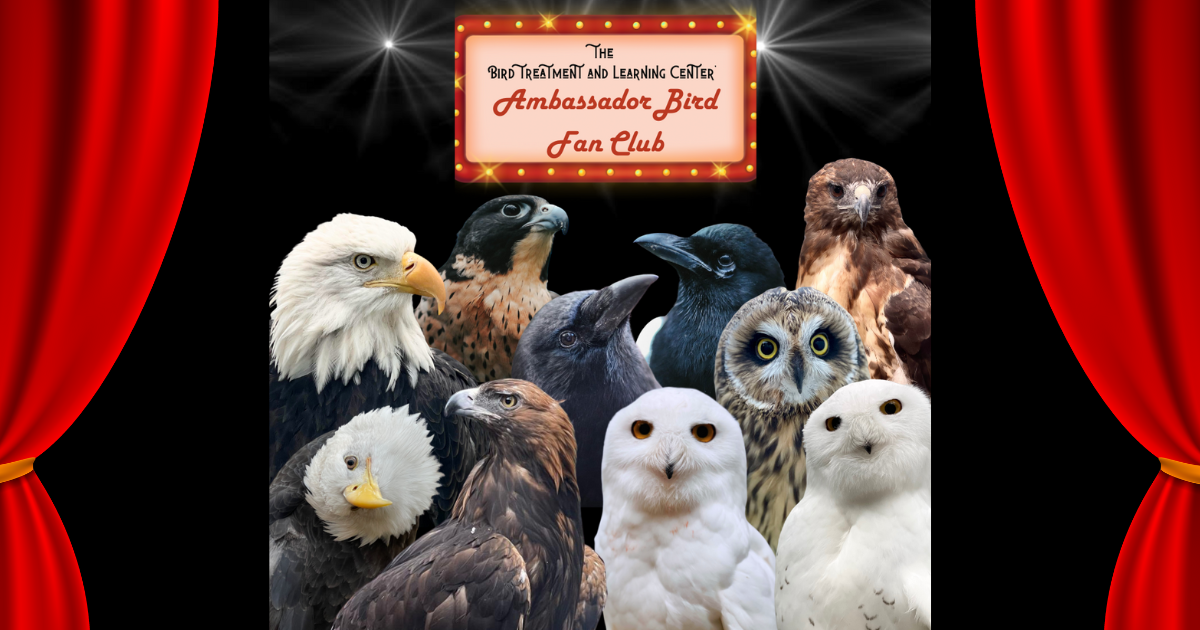 Join the Ambassador Bird Fan Club!