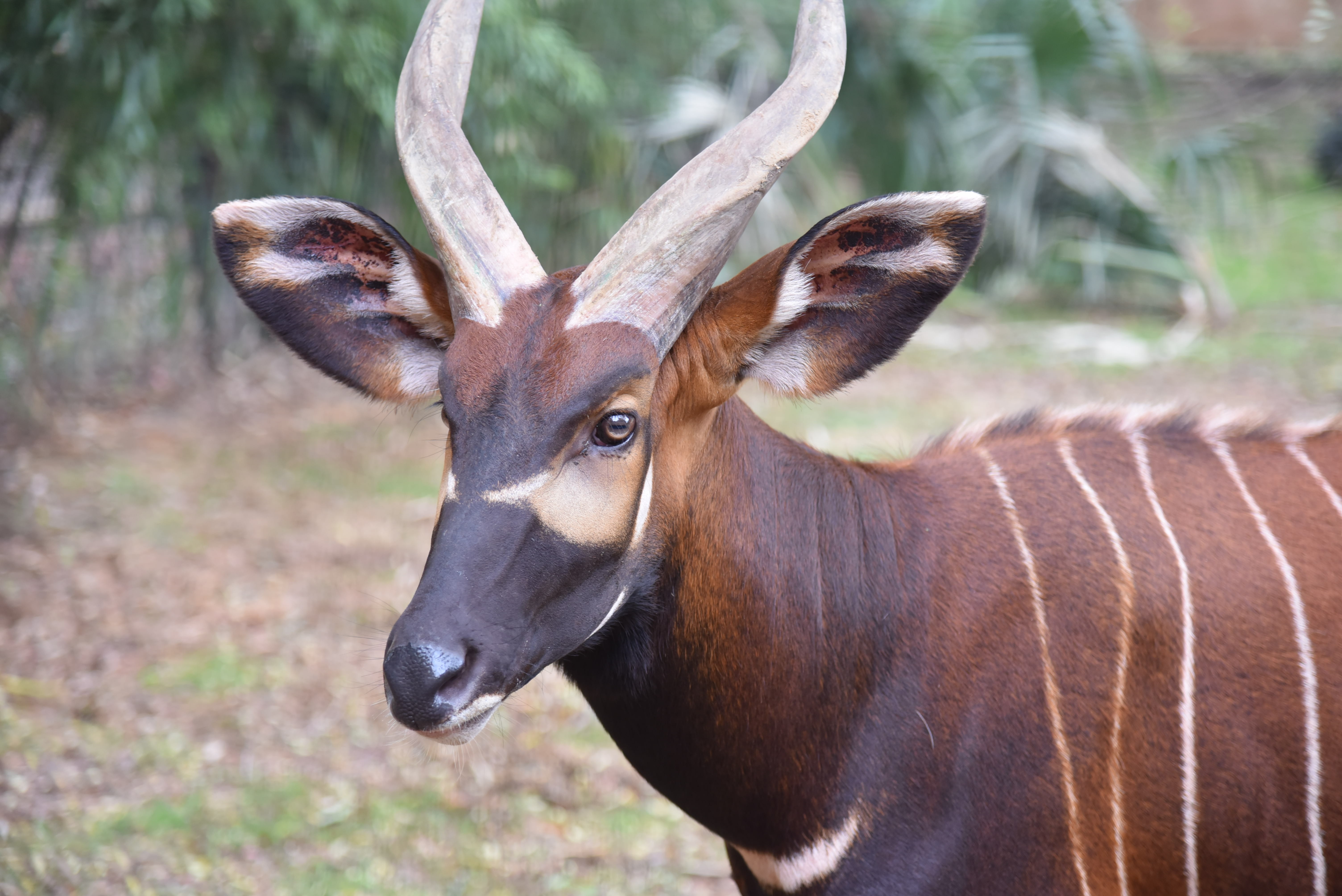 Support Your Zoo's Animals | Birmingham Zoo, Inc.