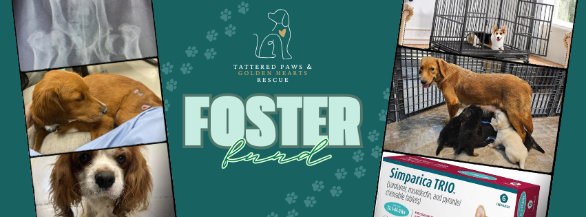 Tattered Paws Foster Fund | Tattered Paws and Golden Hearts Rescue